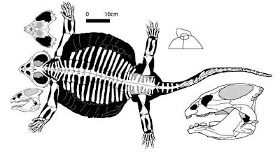 Escenarios prehistóricos: Cyamodus
