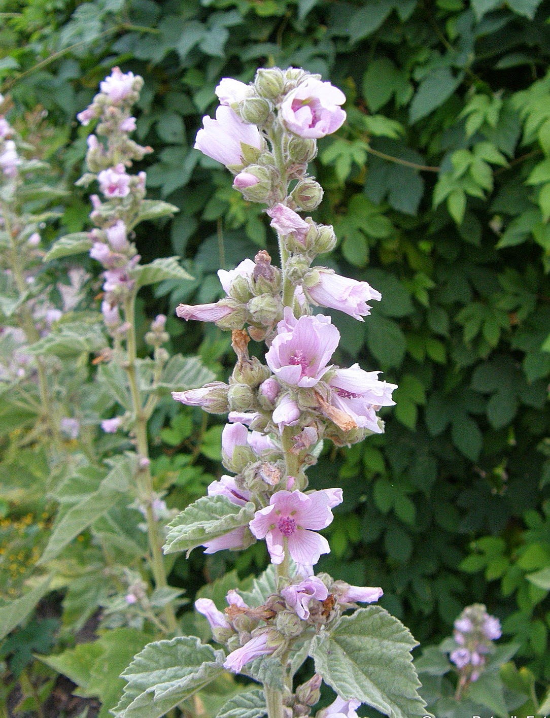 Beli slez, čaj i gel od belog sleza | LEKOVI, LEKOVITO BILJE, LECENJE ...