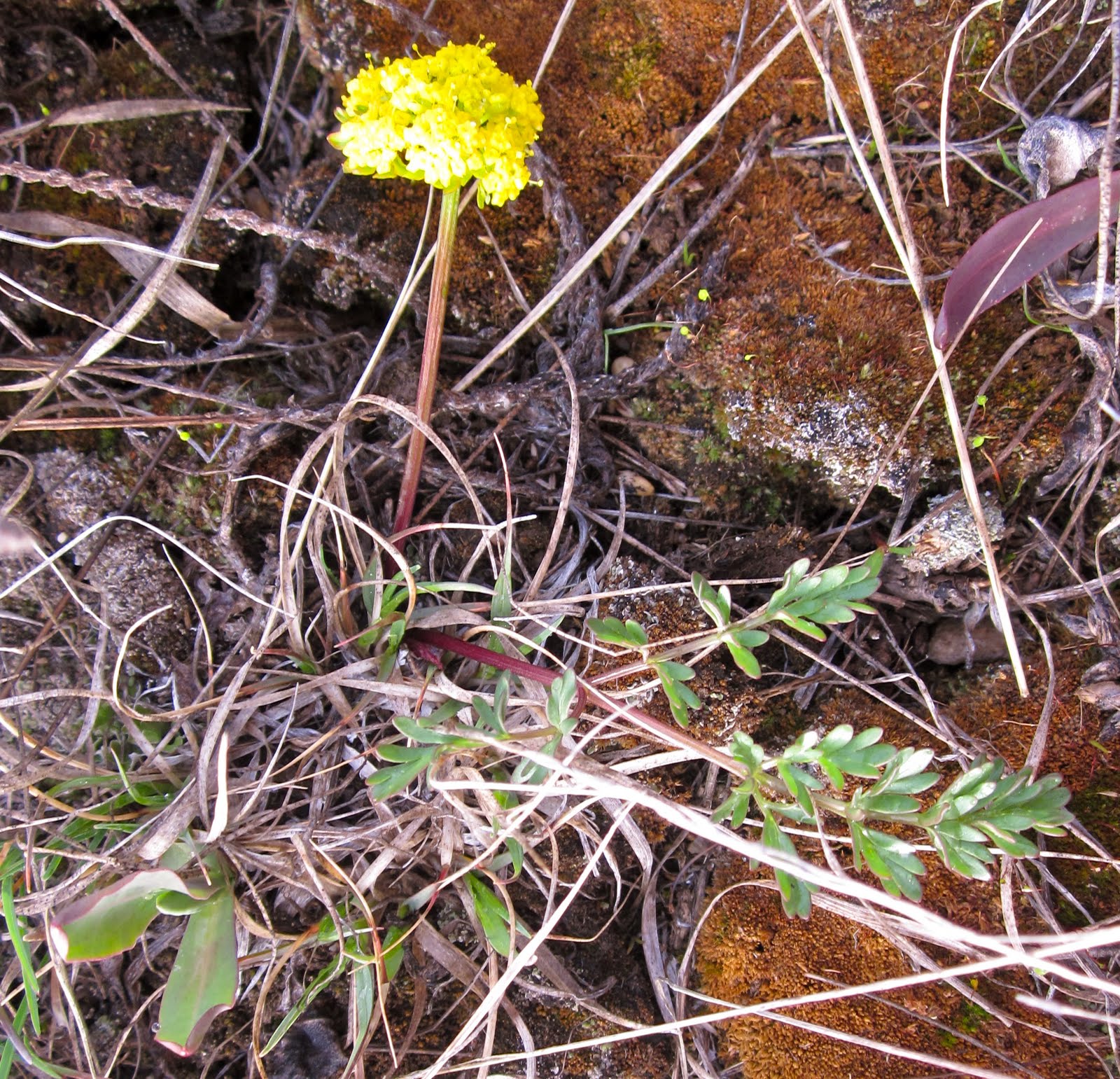 EcoRover: Skywatch Friday: Hiking & Trout Fishing