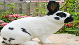 Konijnenhouden.nl - Konijnenrassen | Opvoeding | Verzorging: Konijnenrassen