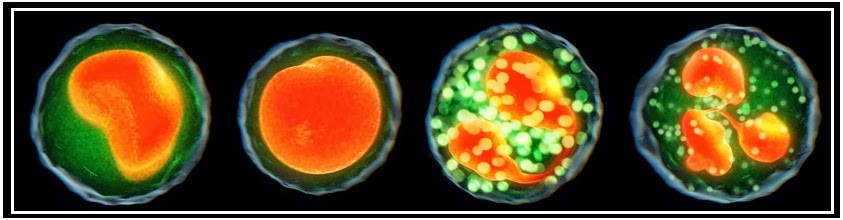 DARAH PUTIH TENTARA TUBUH - Biology Page