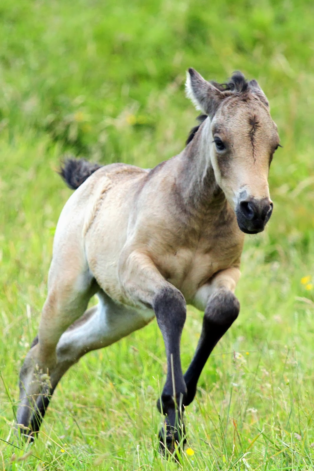 Talisman Farm : Foal photos ... just coz :)