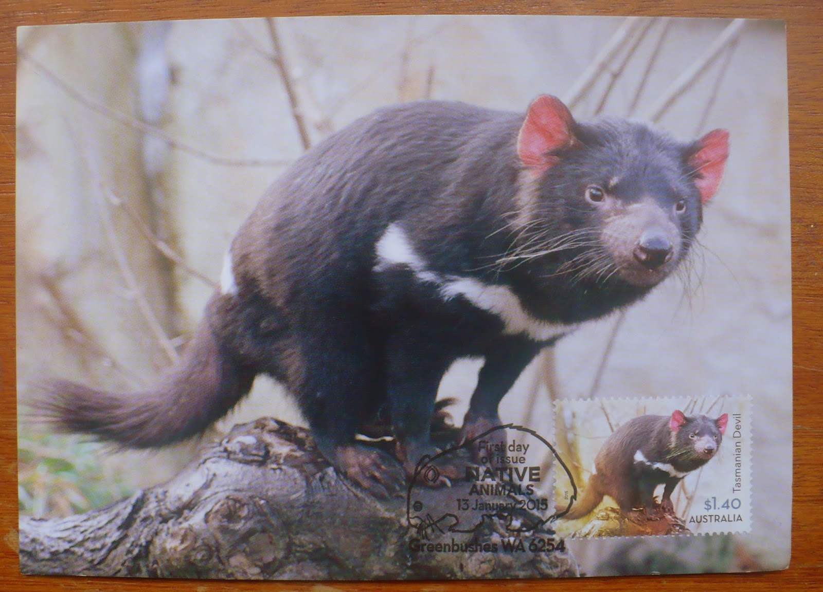 Australia - Diabeł Tasmański