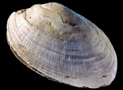 The Presurfer: World's Oldest Art Identified In Half-Million-Year-Old ...