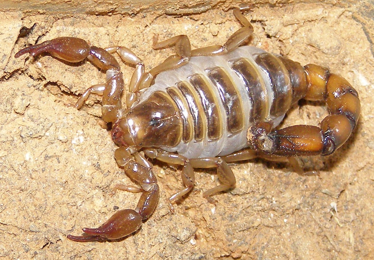 El ojo del buitre: Arácnidos - Escorpión ó alacrán