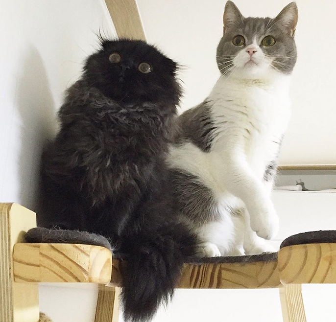 White Wolf : Meet Gimo, The Cat With The Biggest Eyes Ever