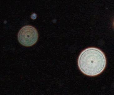 VIDA Y MUERTE: ORBES, TODO UN MUNDO TODAVIA POR DESCUBRIR