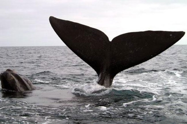 Canadá prohíbe la pesca de cangrejos para proteger a las ballenas ...