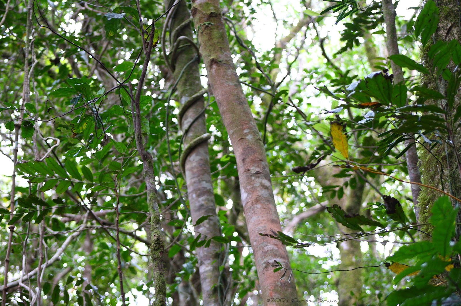 Nature Photography and Facts : Strangler Fig