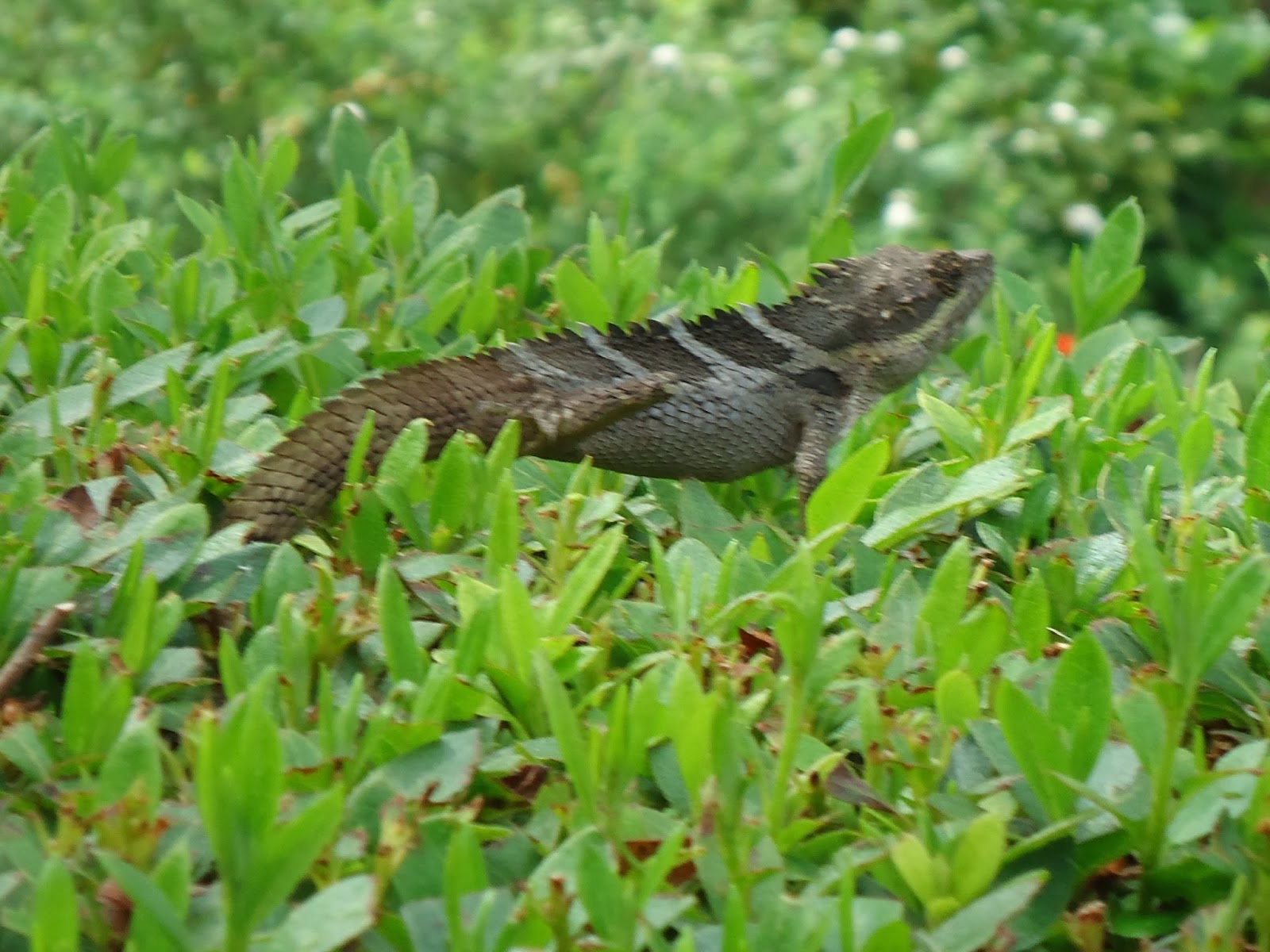 Photokalem - புகைப்படகளம்: Different actions of Indian lizard