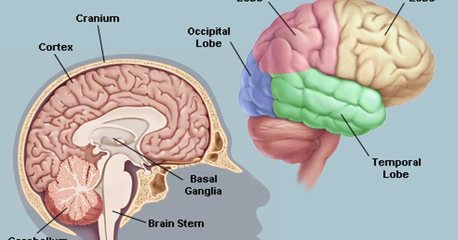 outline of biological area | Psychology OCR notes