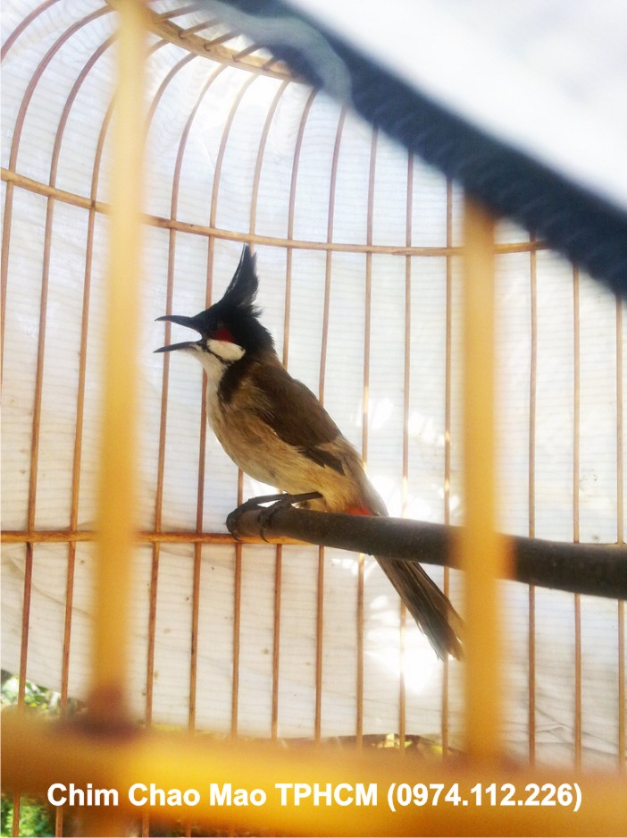 Chim Chao Mao TPHCM: VÌ SAO GỌI LÀ: CHIM CON, CHIM MÁ TRẮNG, CHIM BỔI ...