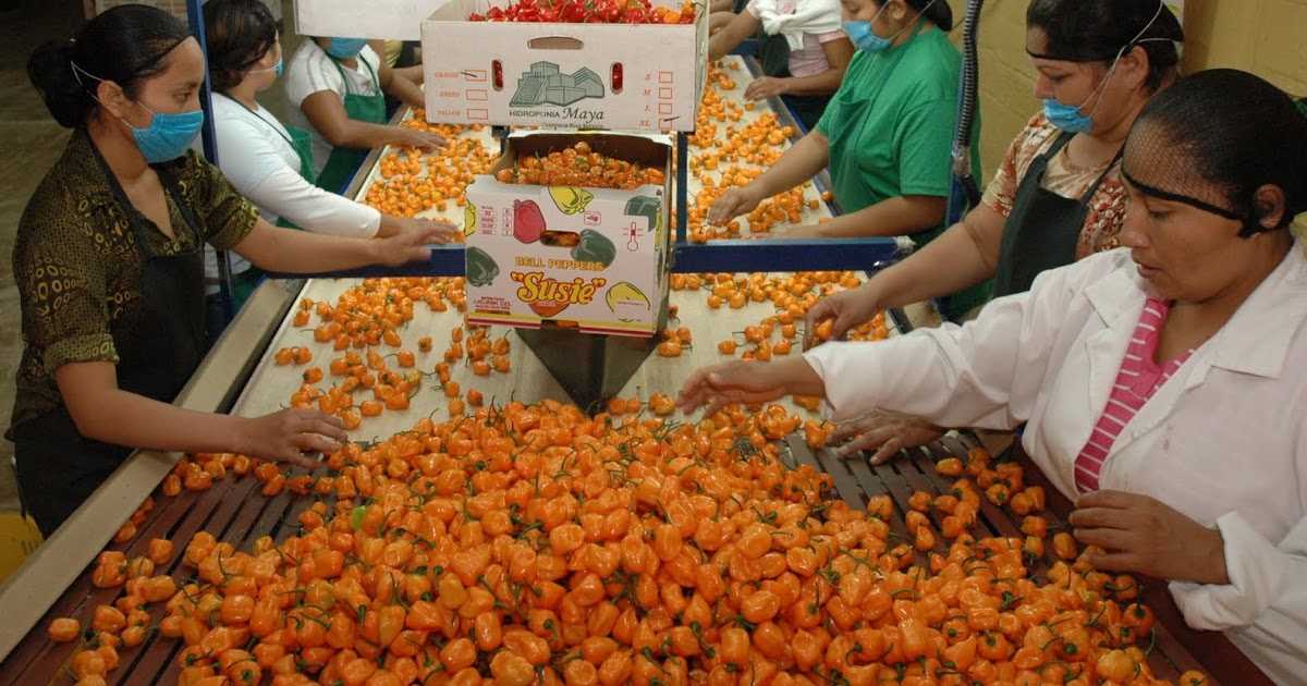 LA AGROINDUSTRIA: LA IMPORTANCIA DE LA AGROINDUSTRIA