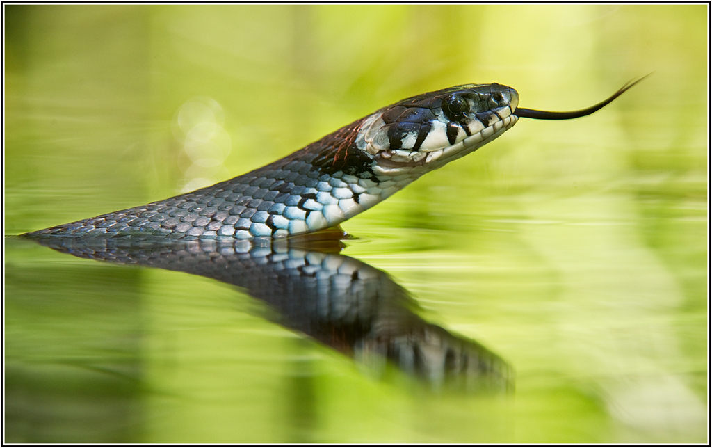 TOM DYRING WILDPHOTO / NN: GRASS SNAKE (BUORM) SWIMMING IN A LOCAL POND