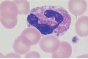 What Is The Normal Range Of Eosinophils In Blood