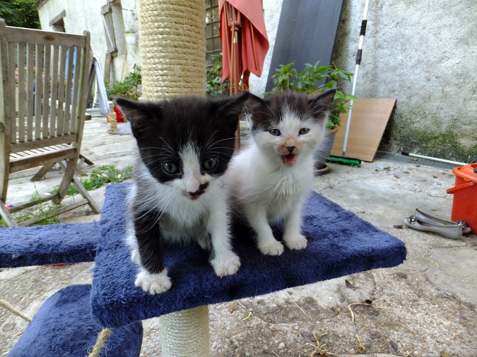 L'association Le chat des champs