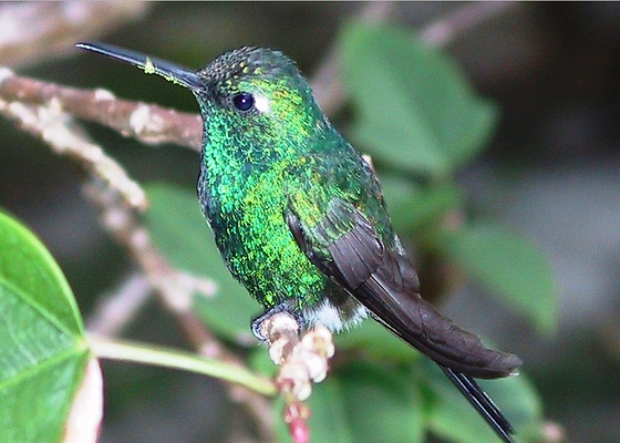 México a través de la mirada de una cubana: Curiosidades de los Colibríes