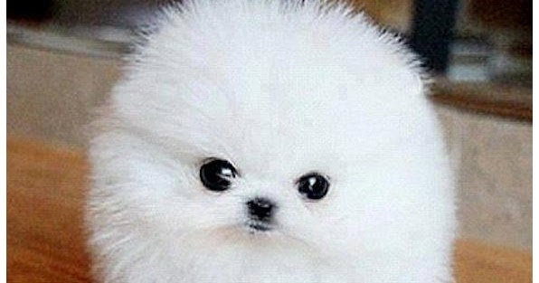 Los animales fantasticos: 10 animales bebes mas tiernos