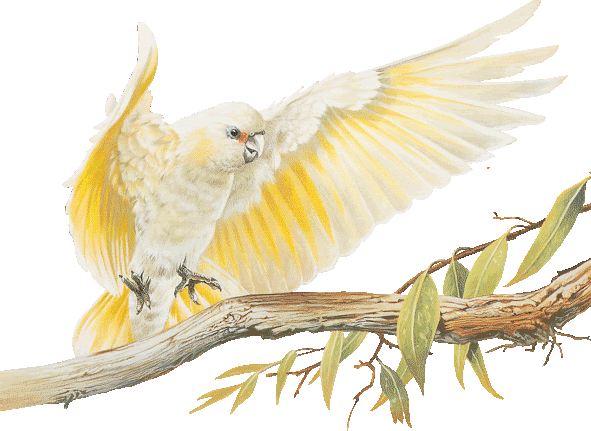 5 Gambar Animasi burung Bergerak | Gambar Animasi GIF SWF | DP BBM ...