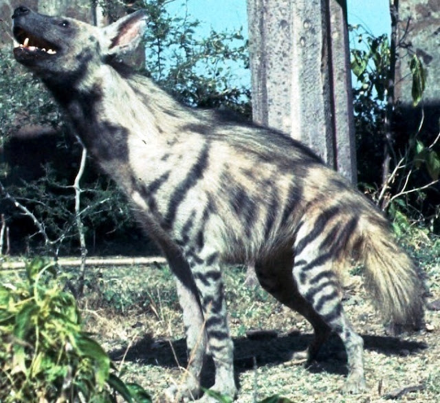 National Animal of Lebanon - Striped Hyena