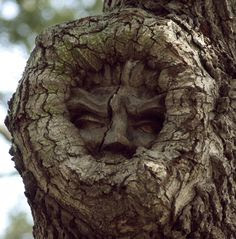 Pareidolia: A New Look At Faces in Nature