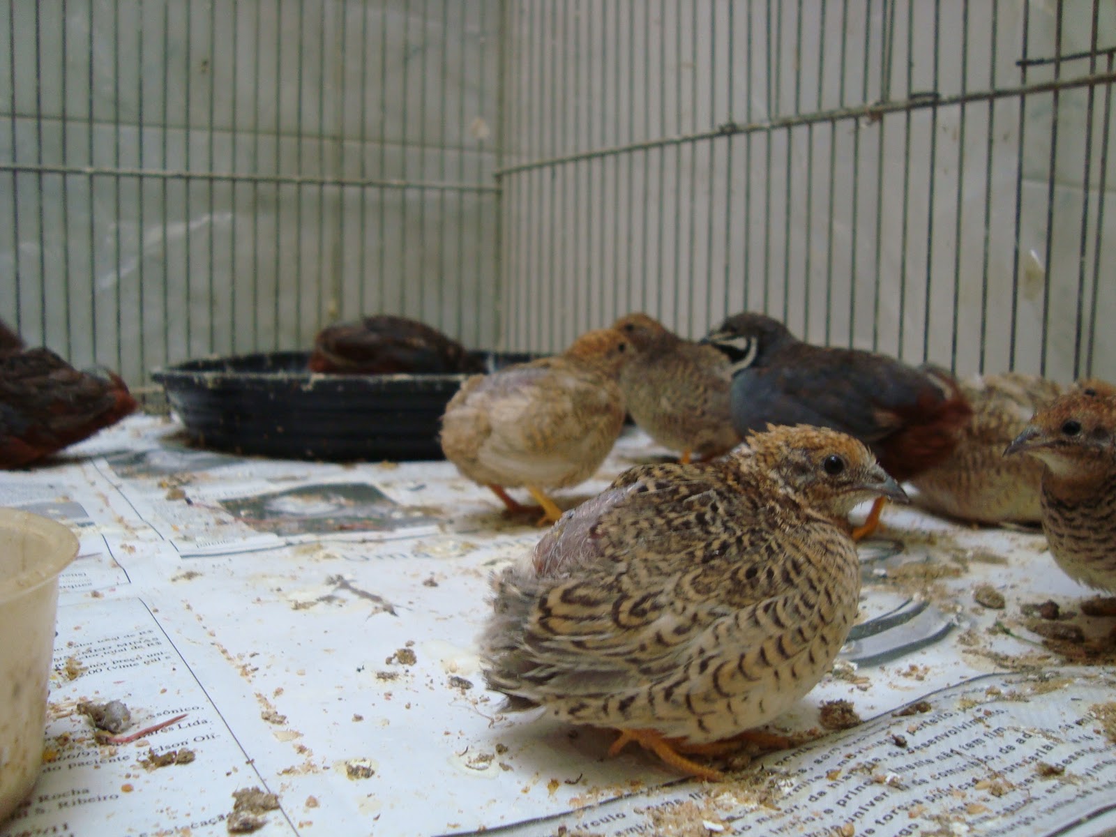 codorna chinesa: Codorna Chinesa Blue Face , Cinnamon (Canela) , Silver ...