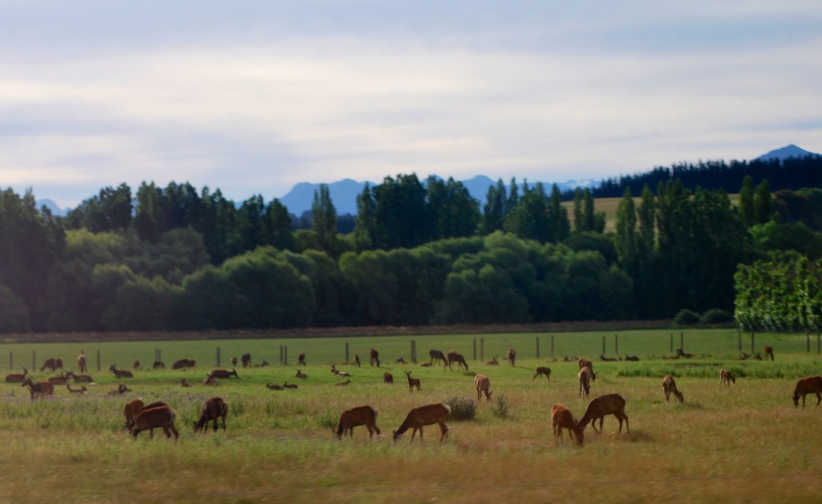 greatNZadventure2013: This one's for Rob and Kerry (and John)...red ...