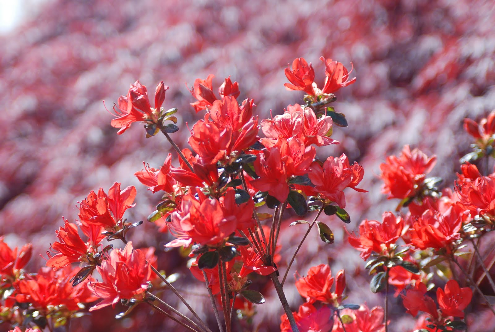 Kyle Gretchen Jack & Molly: Our red azaleas...