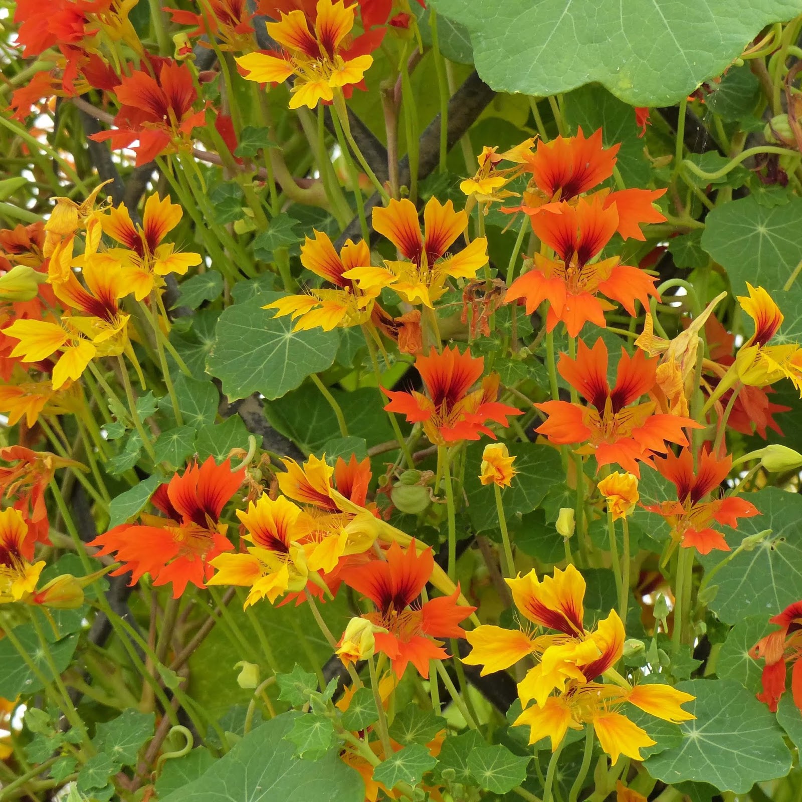 Seminte si plante de gradina hobby: Conduras-Tropaeolum majus