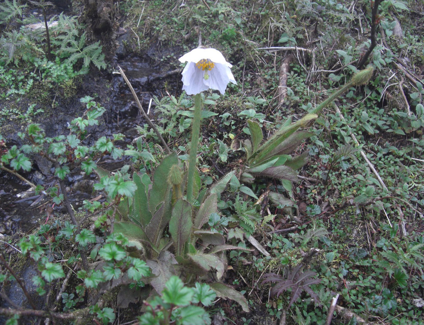 Meconopsis World - A Visual Reference: Red / Mauve Drooping Flowers