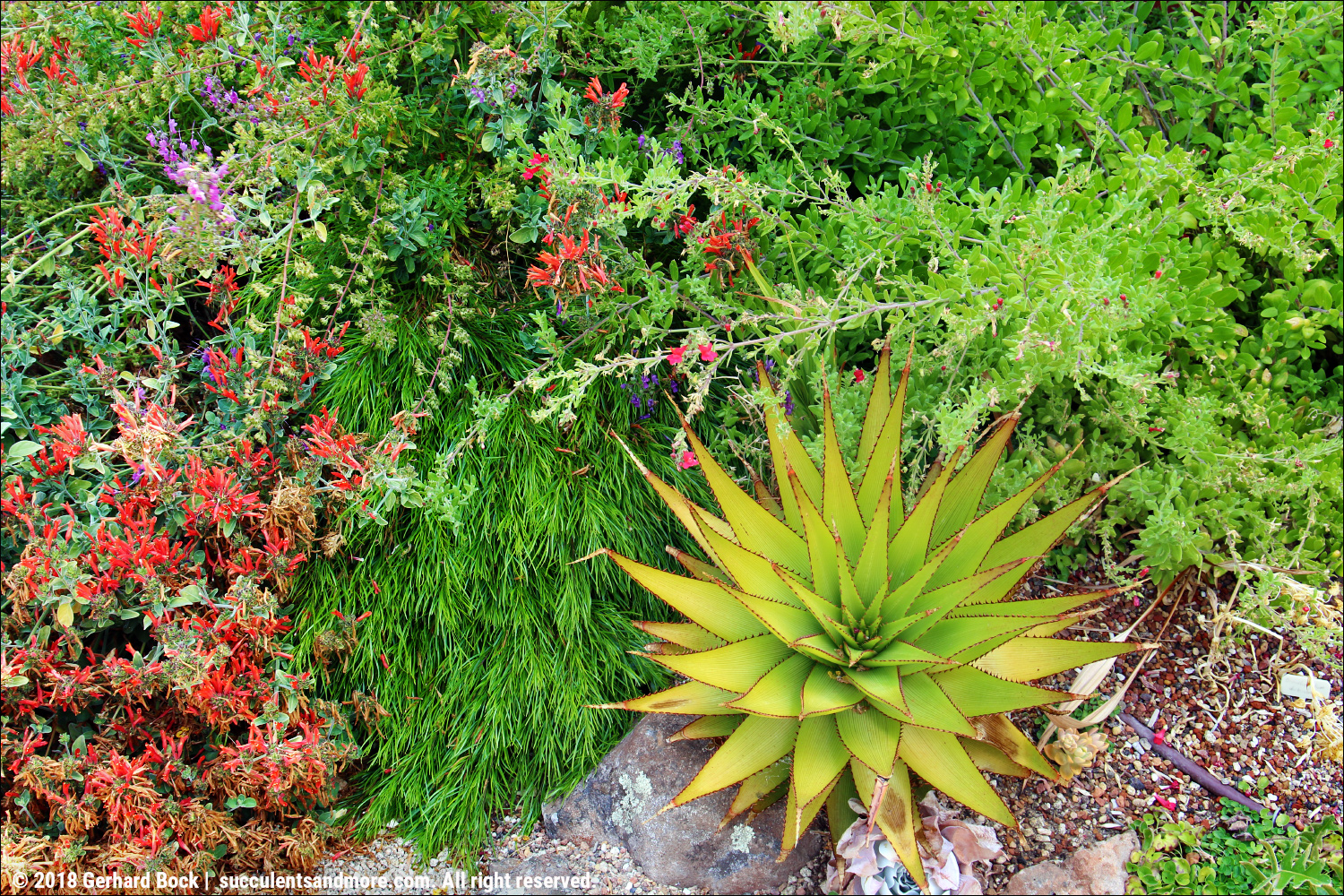Around the world on 6,000 sq.ft.: Brian's miniature botanical garden