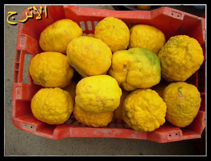 بعض من فوائد الأترج