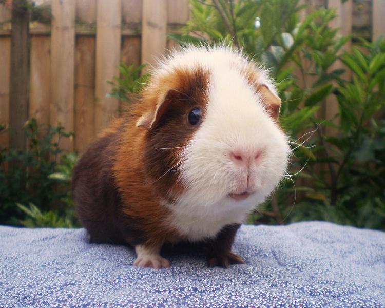 Caviastal Namasté: US-Teddy