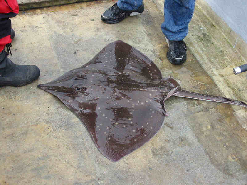 Artes de Pesca: VAMOS A PESCAR DIPTURUS