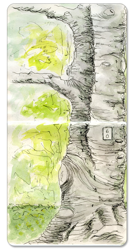 Nessy Designs: Spring Grove Beech Tree Sketch