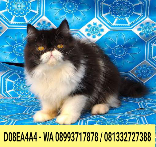 Hamster Dan Kucing Persia Murah Surabaya: DI JUAL KUCING JANTAN PIGNOSE ...