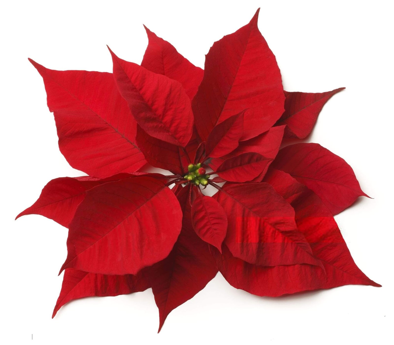 Beautiful Pictures of Christmas Flowers Free Download