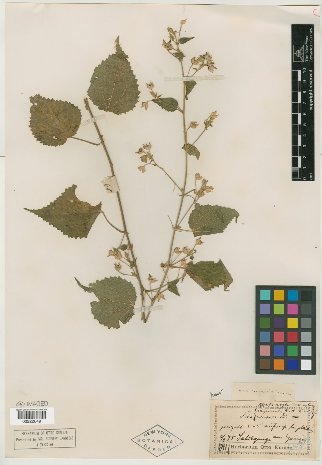 PLANT FAMILIES OF PUERTO RICO AND FLORIDA PAPO VIVES: MALVACEAE NÚM 75 ...