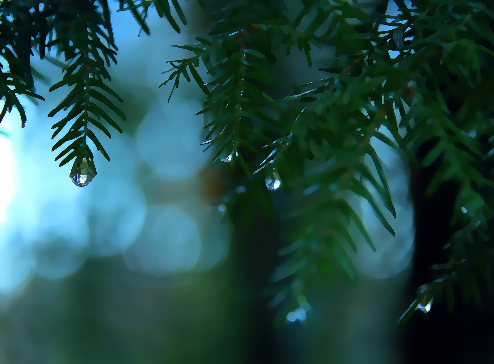 Pretty Pix: Raindrops Are Falling