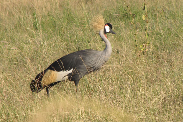 >> Kitulo National Park (The Garden of God)