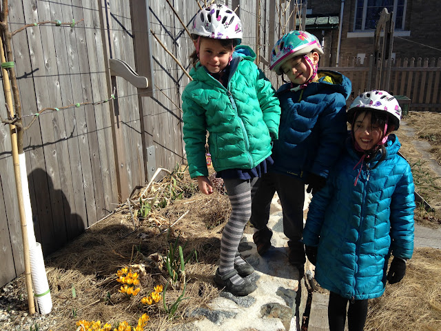 Tooling Up: Urban Micro-Orchard Year 3