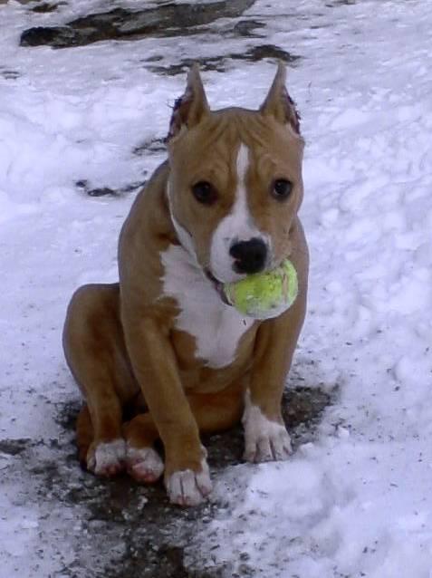 americki staford terijer