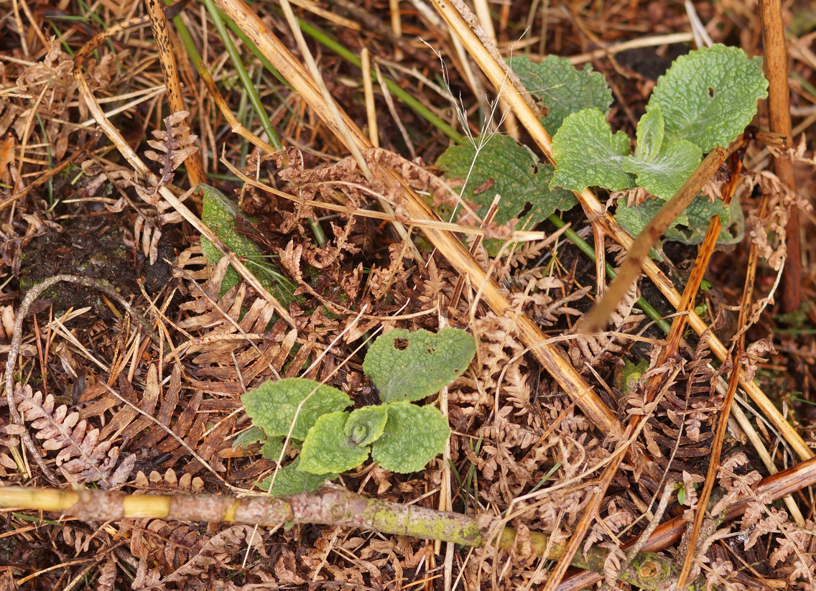 Mini foxgloves, cone babies and 43 species of lichen - Sophie in the Sticks