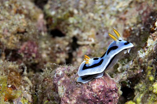 getStunned: World’s Top 10 Most Amazing Sea Slugs