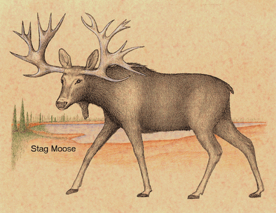 Abe's Animals: Extinct moose