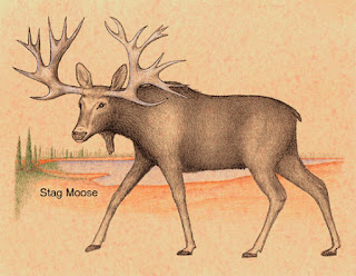 Abe's Animals: Extinct moose