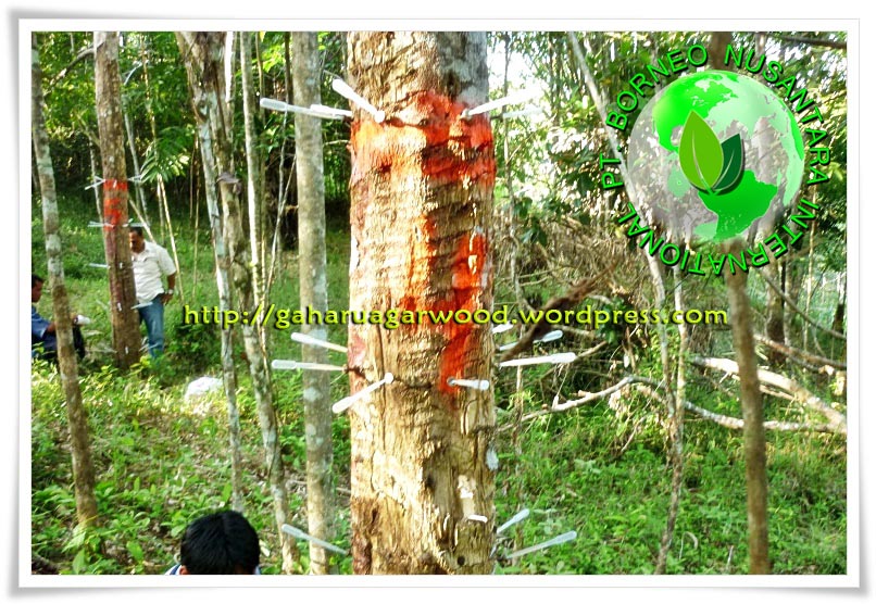 Budidaya gaharu di Bogor: Kemitraan budidaya Gaharu