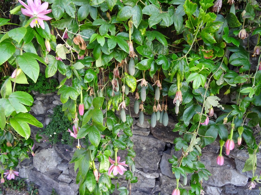 Maracujá Banana - Passiflora molissima