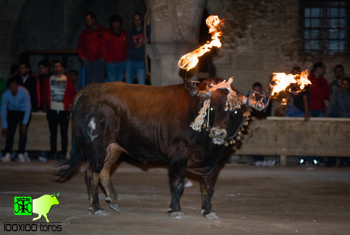 100x100 Toros: Toro de El Pizarral Embolado en Cantavieja (TERUEL)
