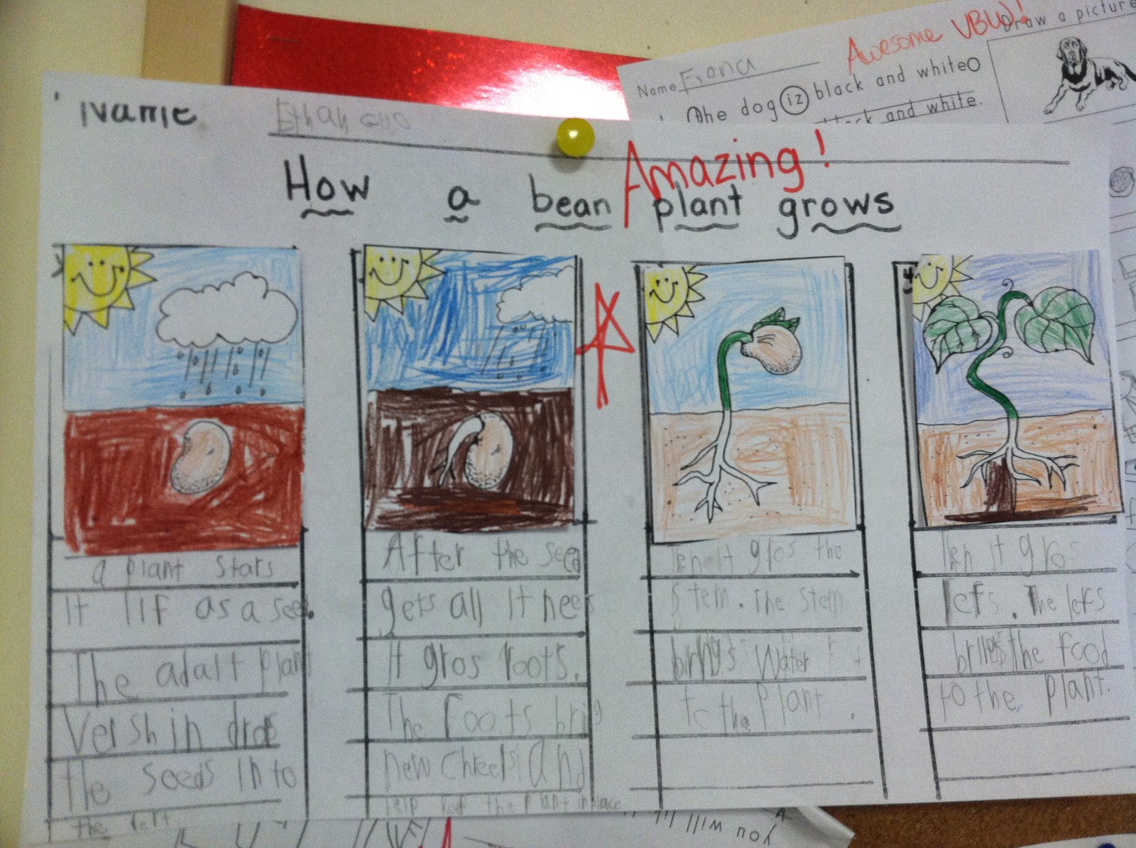 Tales From a K-1 Classroom: Kindergarten Botanists